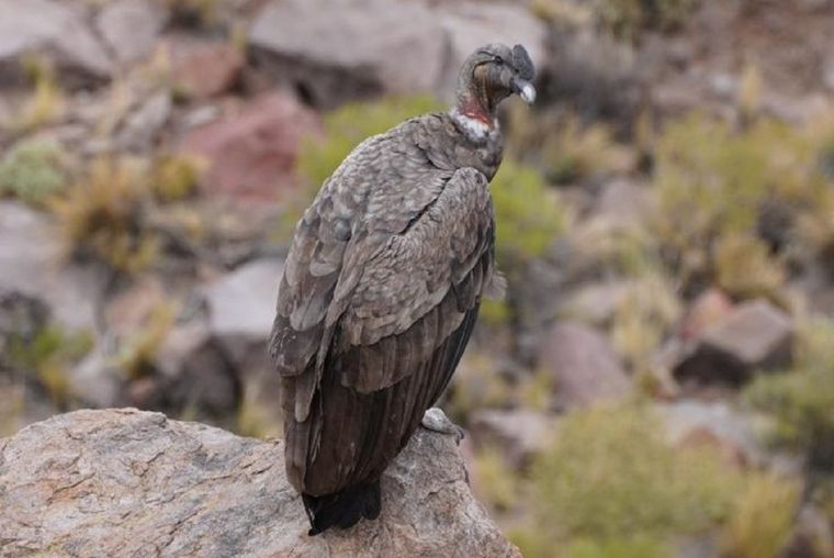 Récord histórico de avistamientos de cóndores andinos en Mendoza