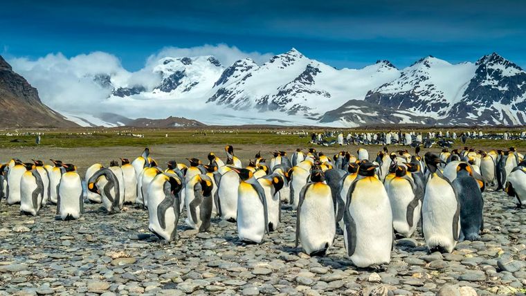 Video: Malvinas y Georgias del Sur, las maravillas del fin del mundo
