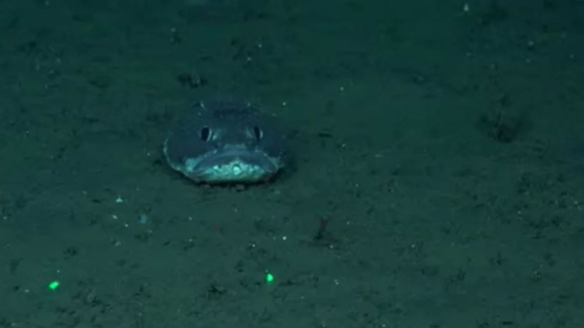 Streaming del Conicet bajo el mar Argentino: cuándo vuelve y qué ...