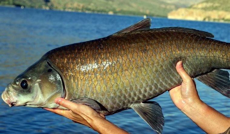 Descubrimiento: los extraños peces del desierto que viven más de 100 años