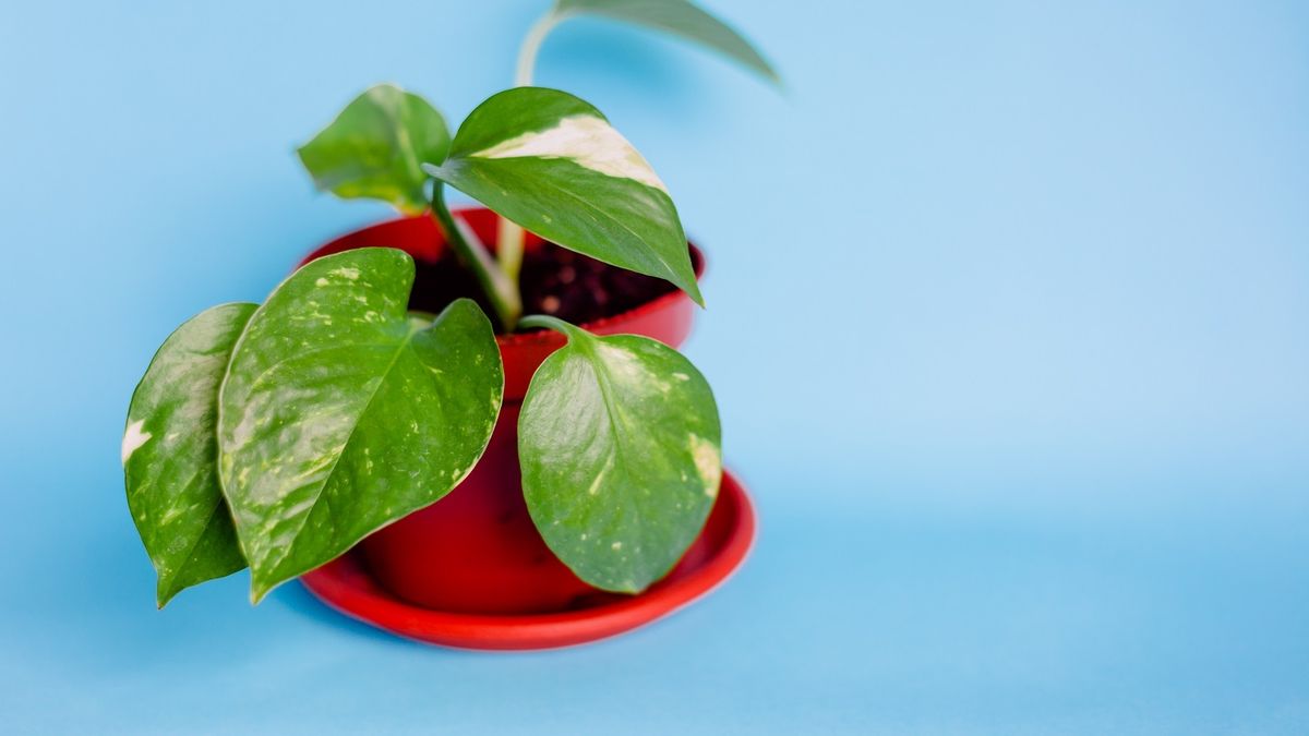 Jardinería: los trucos caseros para tener un potus de revista en tu hogar