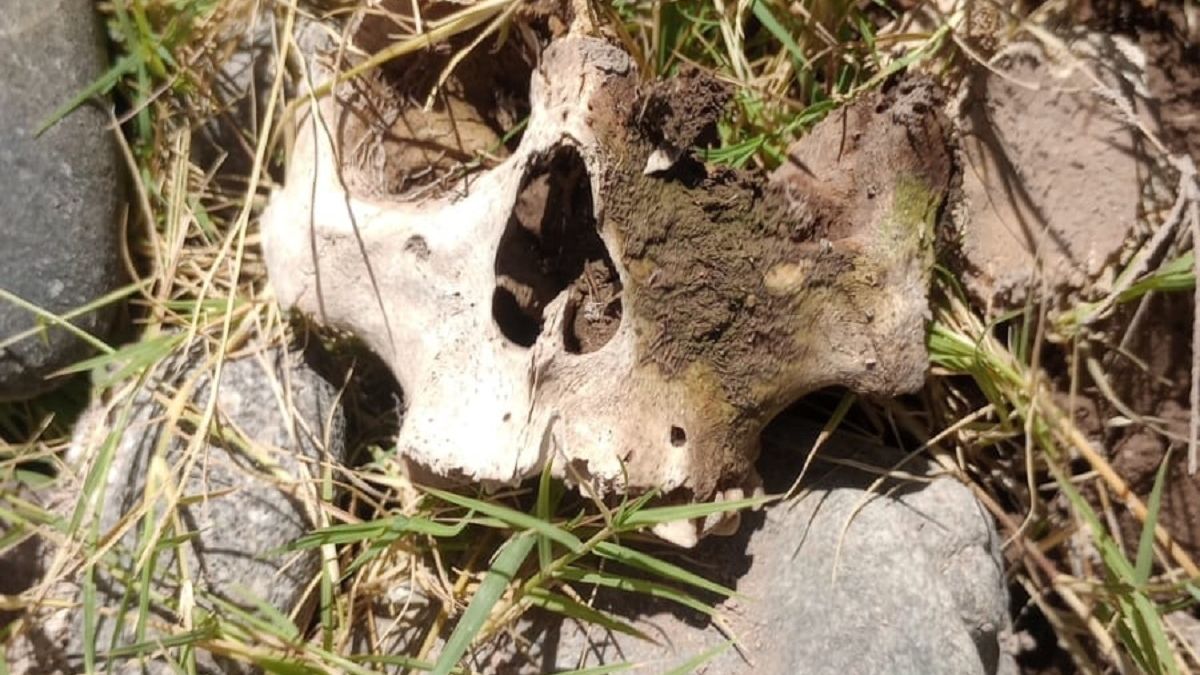 Hallaron un cráneo y varios restos óseos más en el río Mendoza