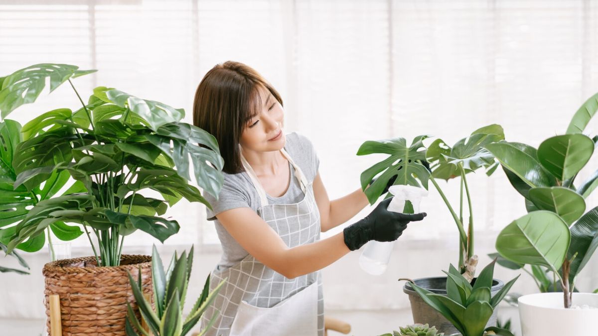 Las plantas que resisten con poca luz y agua en casa