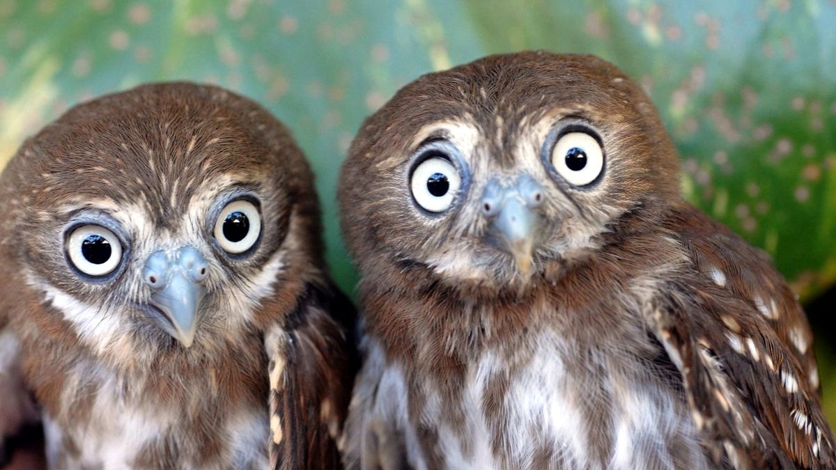 Admirable descubrimiento científico: por qué los búhos vuelan sin hacer ...