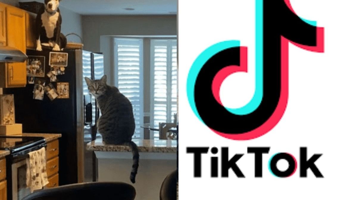 Imperdible: el viral Tik Tok de un perro que actúa como gato