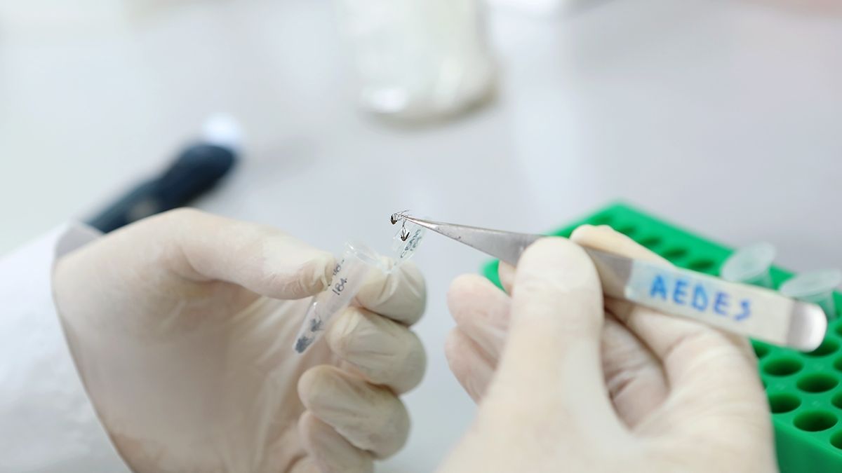 Dengue más fuerte: cómo combatir las tres mutaciones descubiertas en el ...