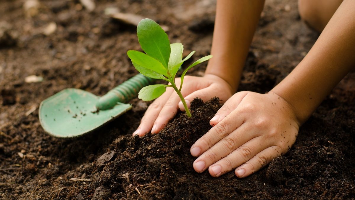 Cómo reproducir tus plantas de manera rápida y sencilla