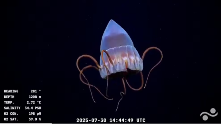 Las mejores fotos marinas de la expedición del Conicet al fondo del mar