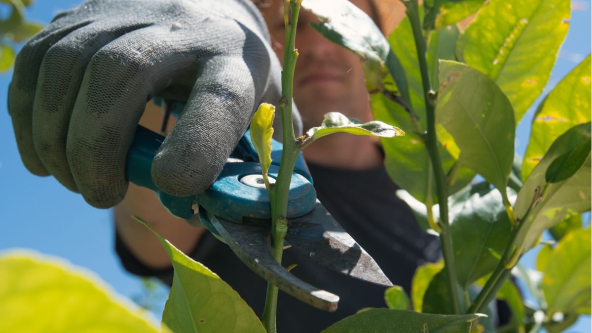 Jardín: cómo podar un limonero en su etapa de formación