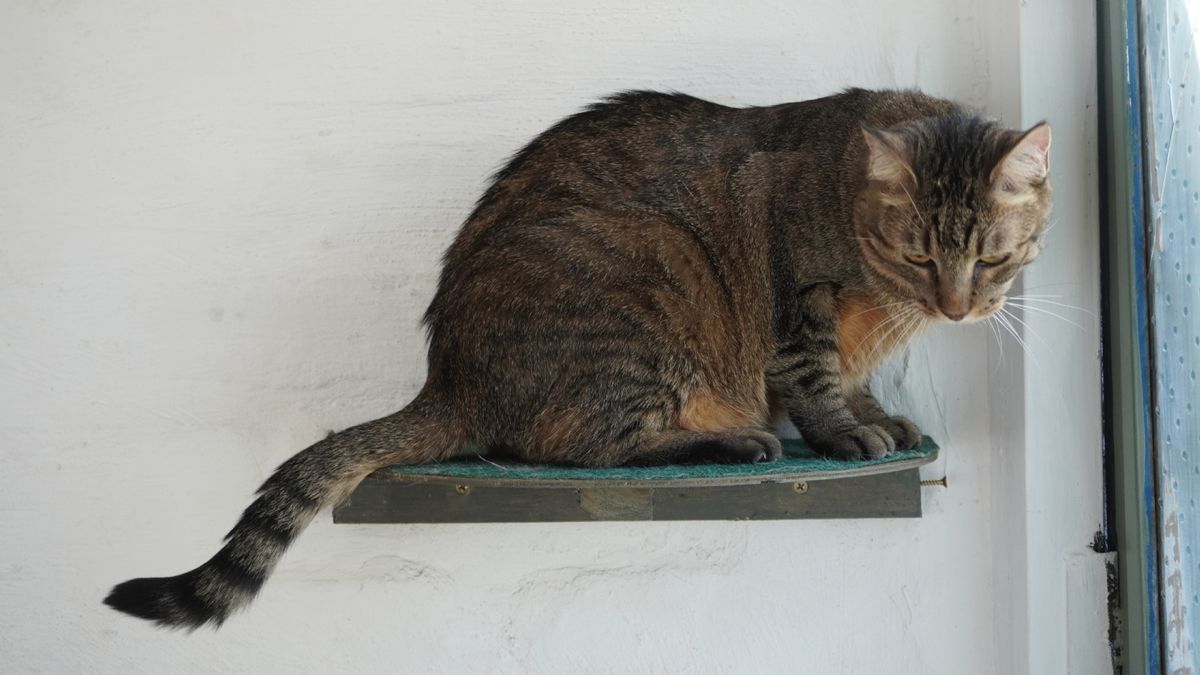 Mascotas: tu gato se siente solo si da estas señales