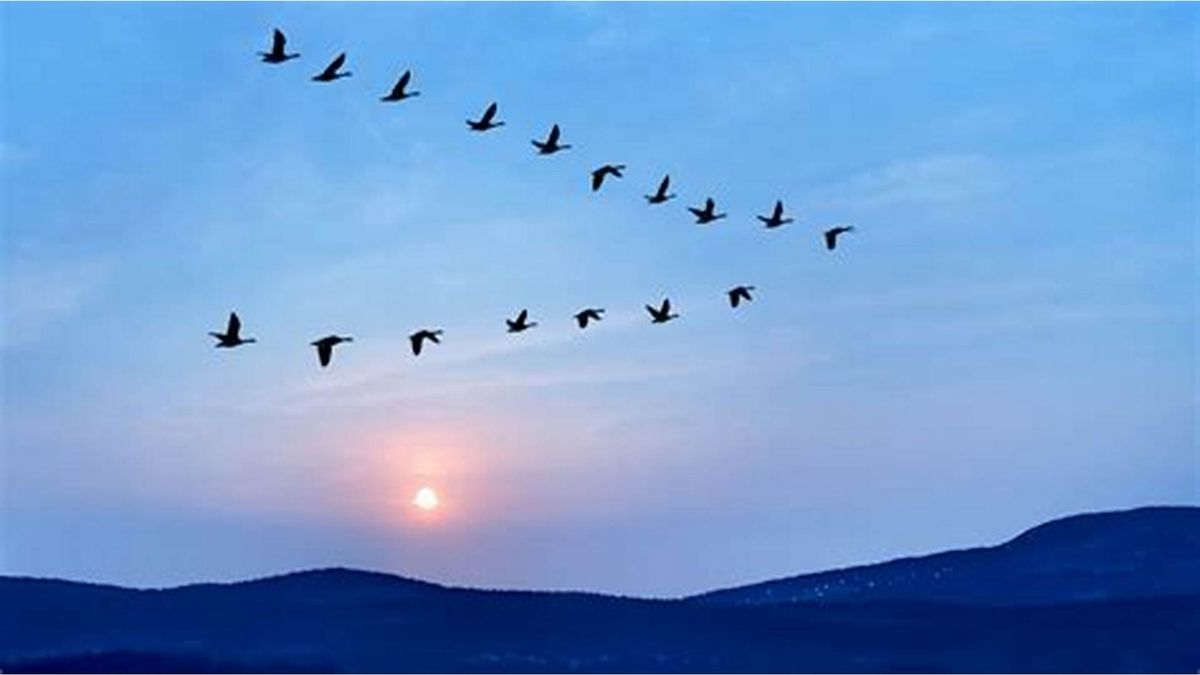 Del vuelo en V de las aves a las empresas: la táctica que impulsa la colaboración de los equipos