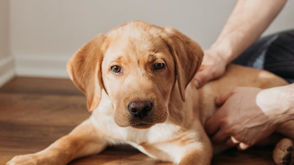 Los nombres celtas para perros originales, fuertes y cargados de ...