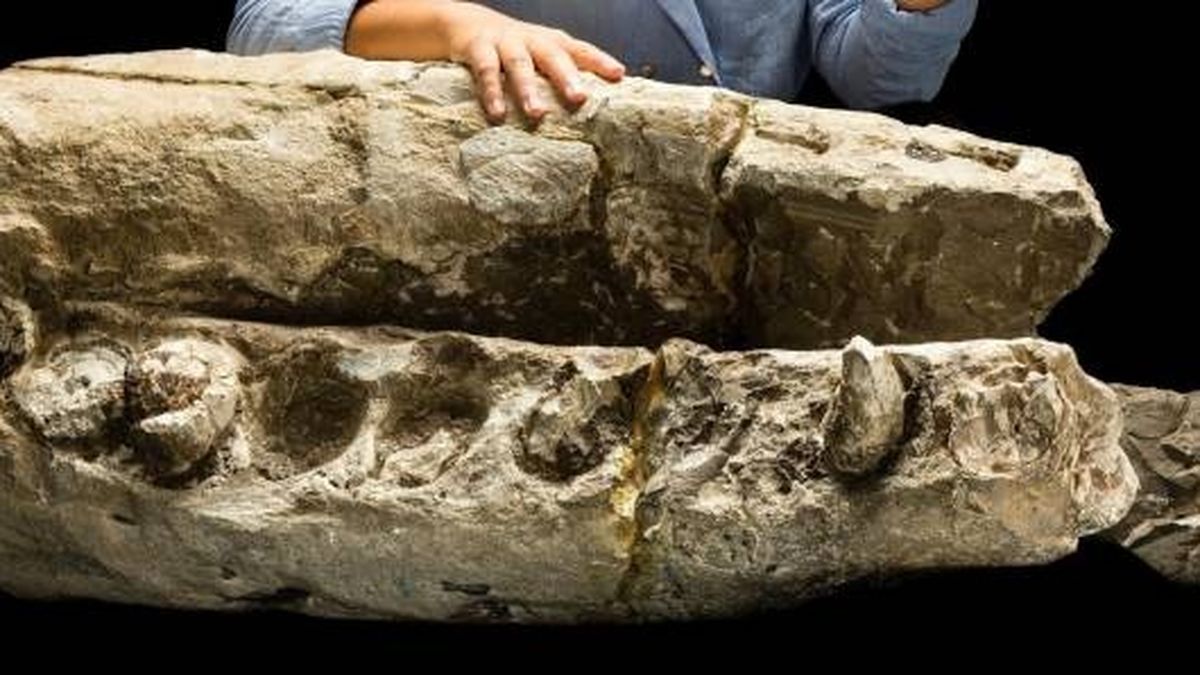 Fósil de una rara ballena de hace 15 millones de años