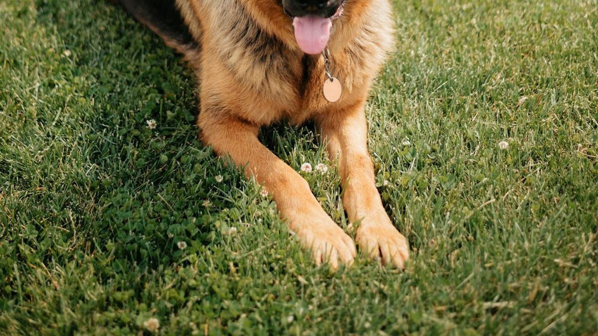 ¿Cómo hago para que mi perro no se coma las plantas del jardín?