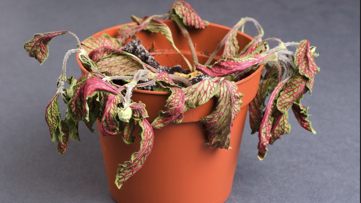 Plantas marchitas: cómo revivirlas con solo tres ingredientes de la cocina