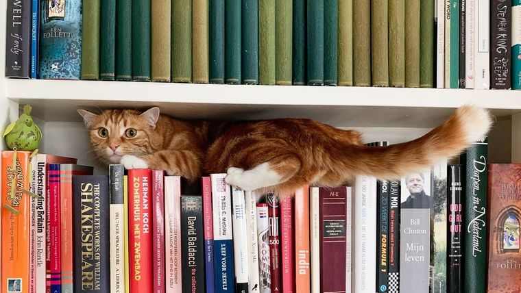 Reto viral para prestar atención: ¿Dónde está el gato?