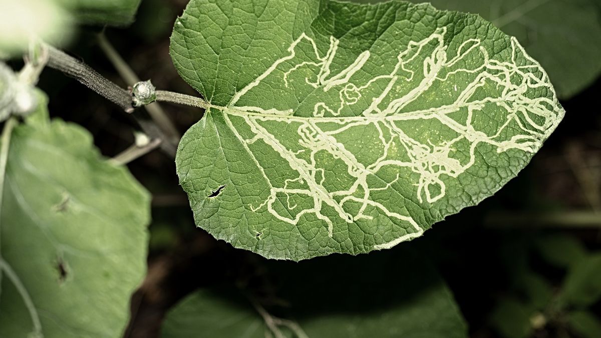 Jardín: el truco para combatir la plaga del gusano minador en tus plantas