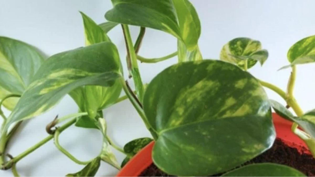 Los trucos caseros para cuidar el potus y que esté siempre radiante