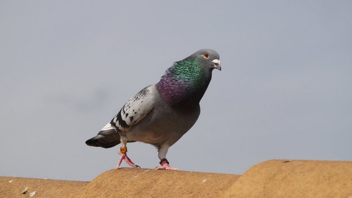 Paloma muerta deja perpleja a la agencia de inteligencia británica