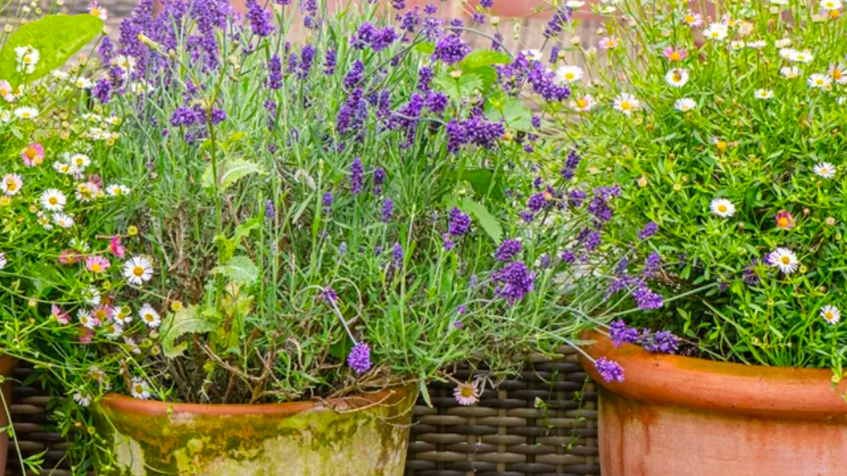 Las mejores 8 plantas que se complementan con la lavanda