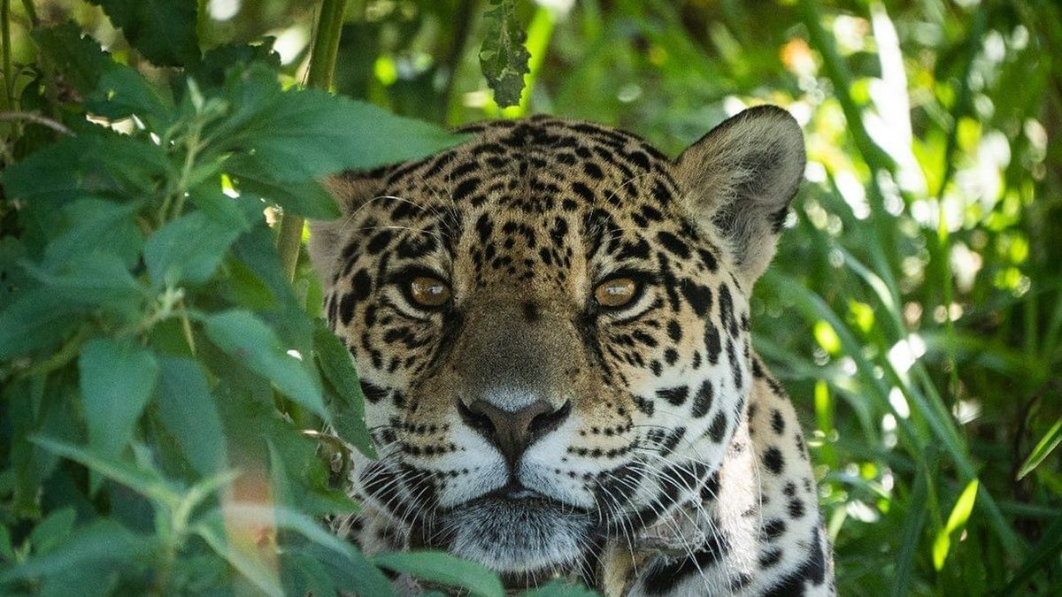 Yaguareté en peligro: el nacimiento de una cría en Chaco y una ...
