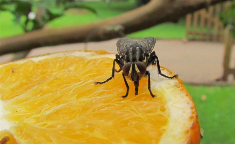 Esto le pasa a tu comida cuando se le asienta una mosca