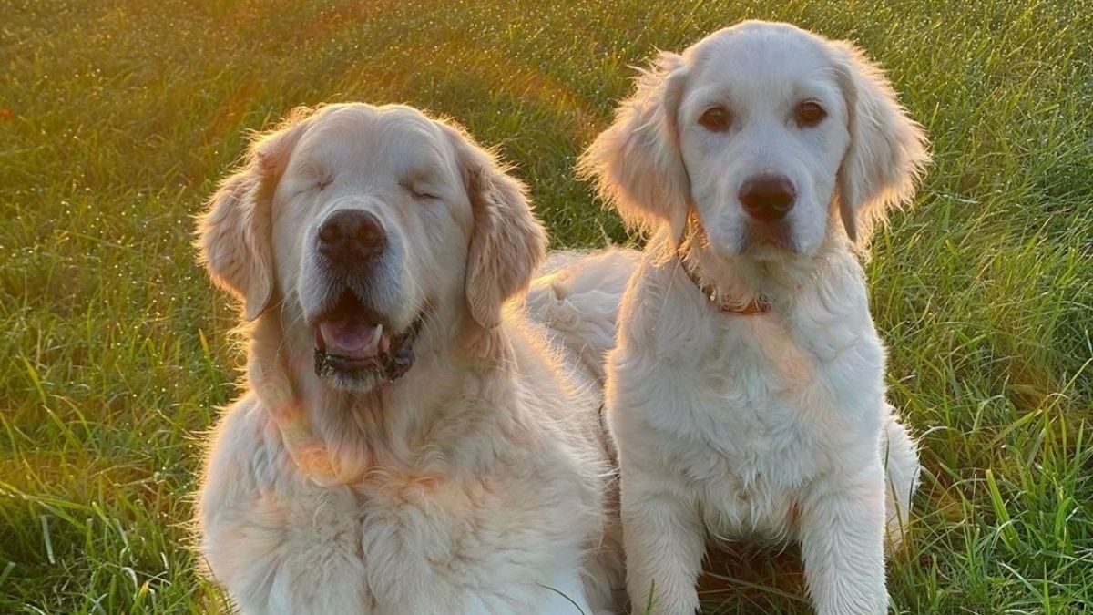 Te conmoverás hasta las lágrimas: el perro lazarillo que ayuda a un ...