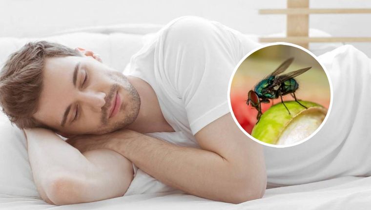 Qué significa soñar con moscas