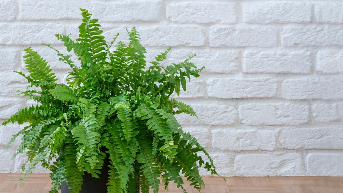 El secreto para revivir un helecho y que sea feliz