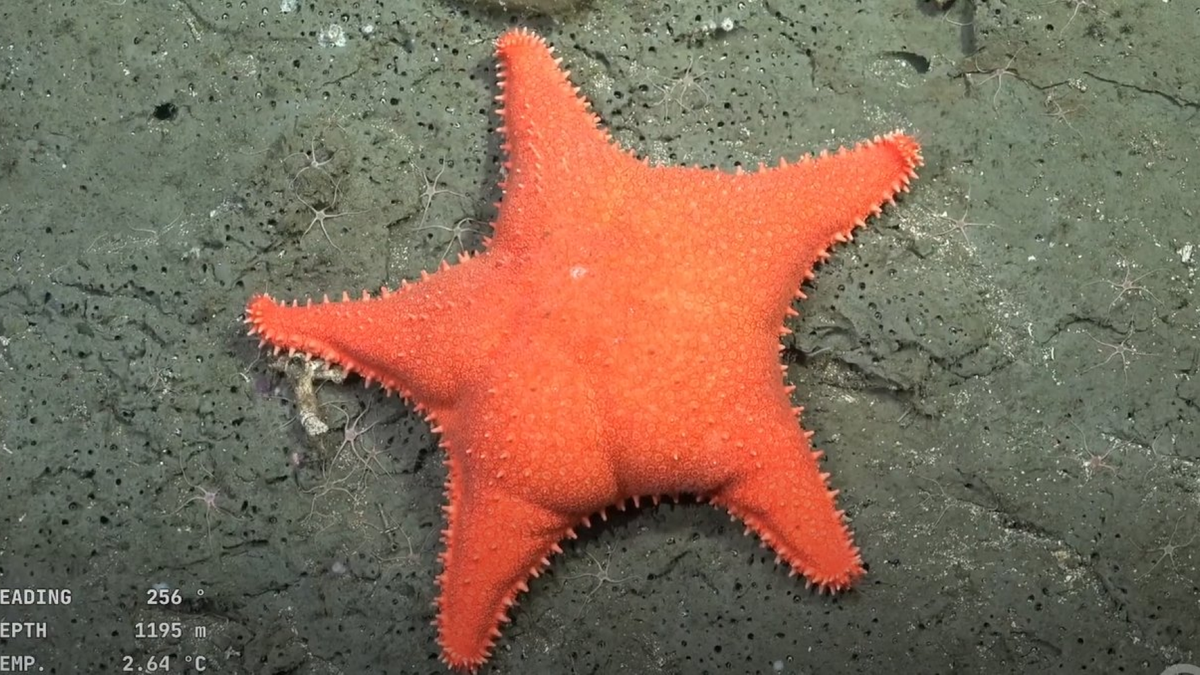 El nuevo streaming viral del mar uruguayo: apareció una estrella de mar ...