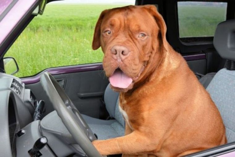 5 formas efectivas para quitarle el hipo a tu perro