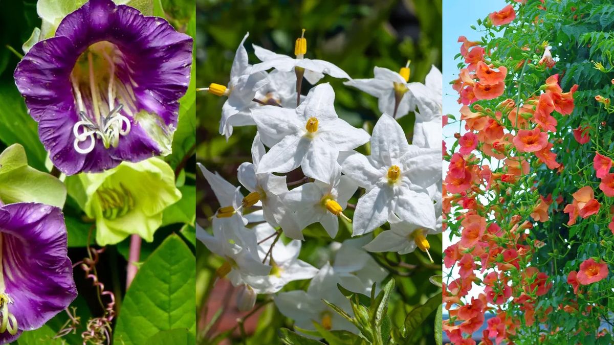 Las seis plantas trepadoras que crecen rápido y hacen más linda tu casa