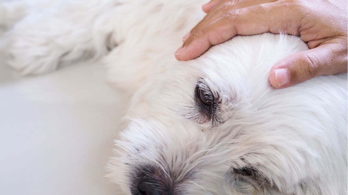 Atiende a los síntomas, 4 señales de que tu perro está enfermo