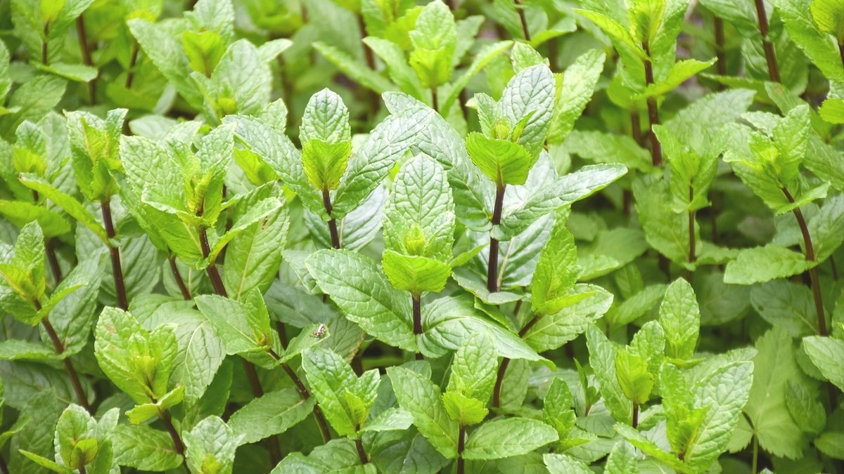 Esta es la planta “mágica” que debes cultivar para combatir el estrés y ...