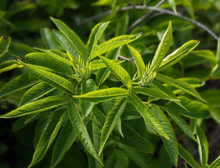 El secreto mejor guardado de la medicina: esta es la planta más beneficiosa del jardín