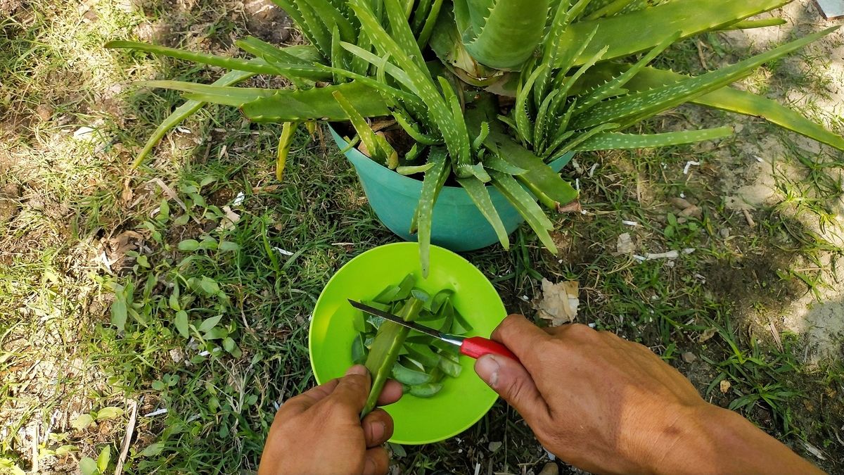 La planta “mágica” que debes tener en tu hogar para tener protección