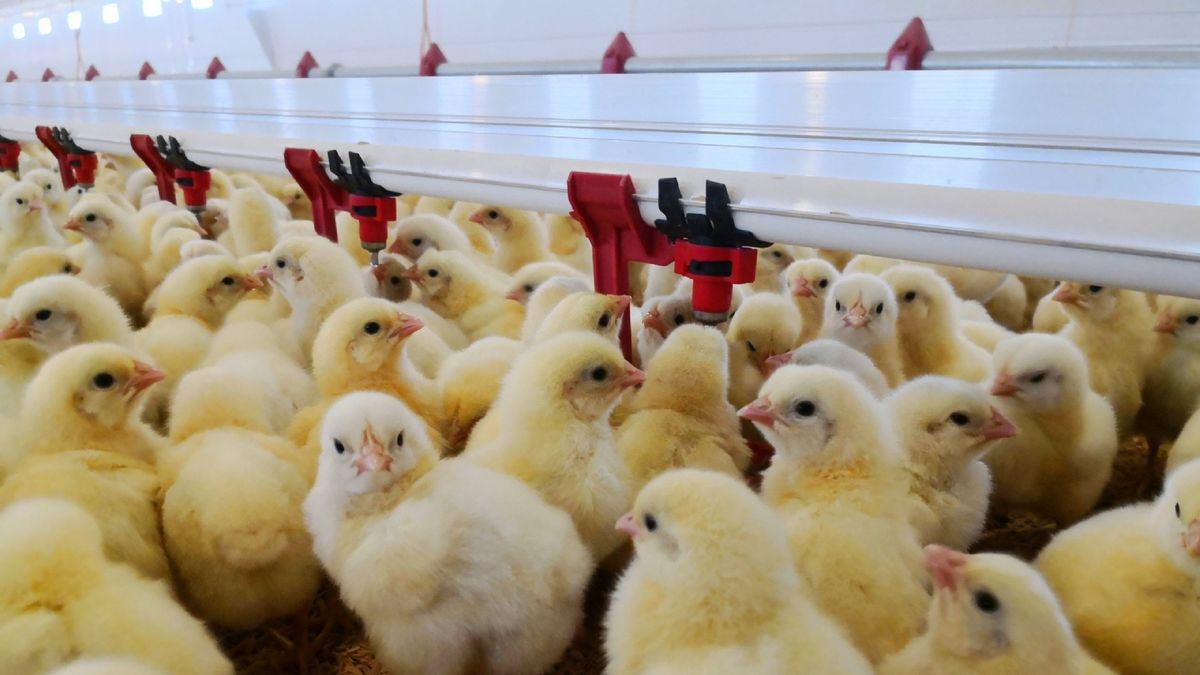 El pollo que comemos creció un 400% en 50 años