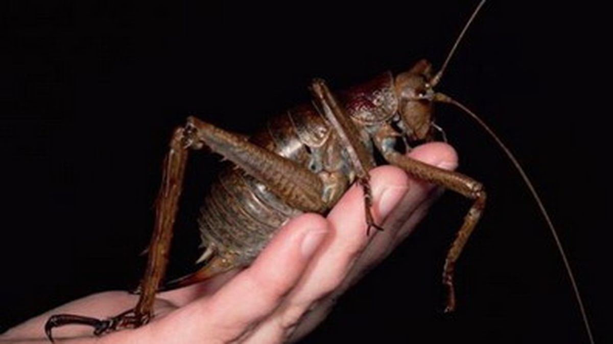 Descubren al insecto más grande y feo del mundo