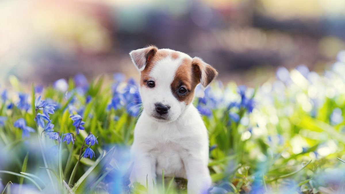 Muy tiernos: estas son las razas de perros más adorables