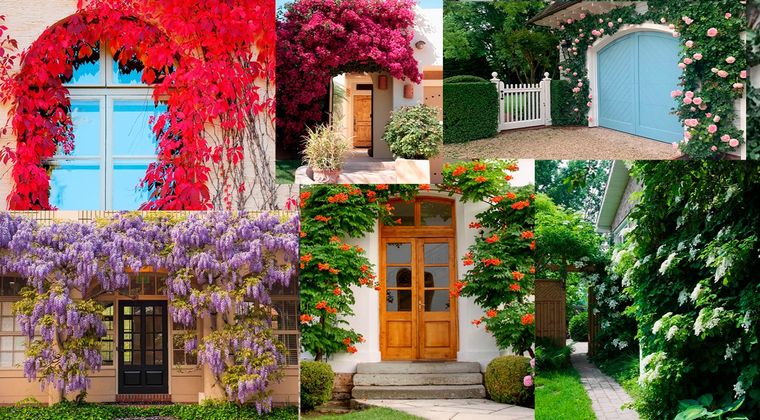 Plantas trepadoras para tener la entrada de tu casa que siempre soñaste