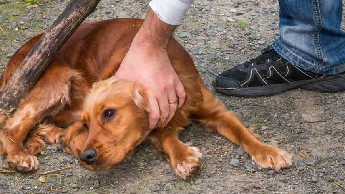Video: capturaron un perro y le dieron fernet a la fuerza como una gracia