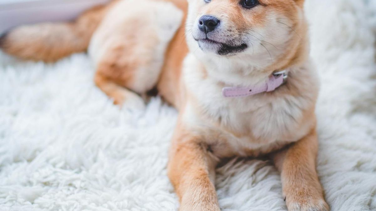 Mascotas: estos son los sonidos que aman los perros