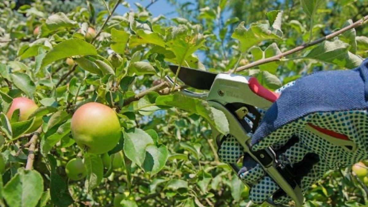 Cómo podar los árboles frutales con tijeras normales
