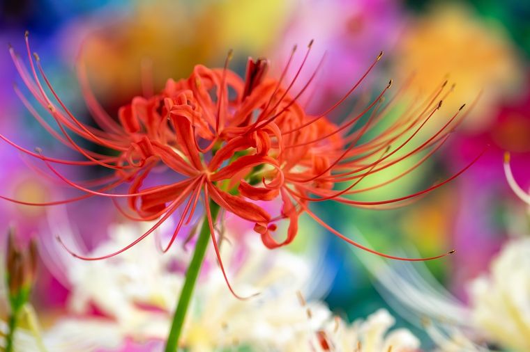 Así es la preciosa flor de infierno, imperdible para decorar el jardín