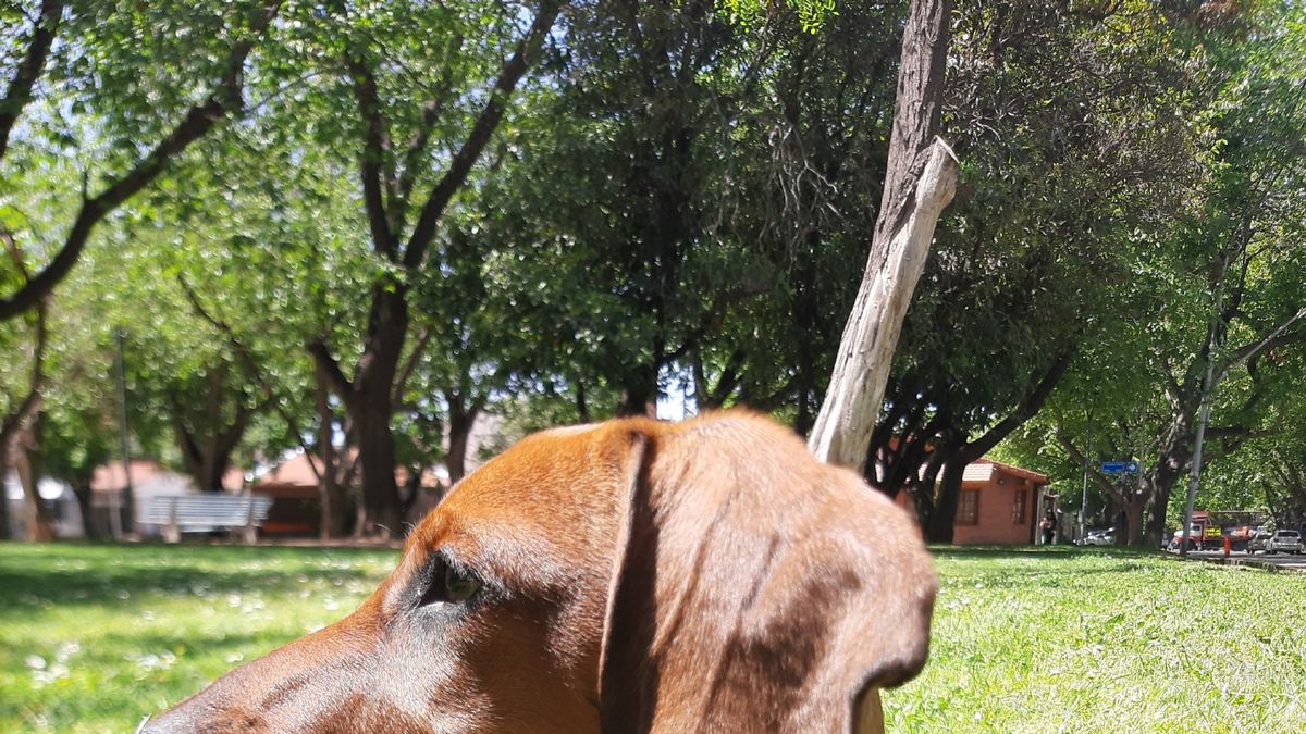 El truco definitivo para eliminar para siempre el olor a orina de las ...