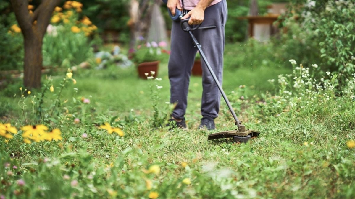 Jardín: el abono casero definitivo con pasto cortado para revitalizar ...