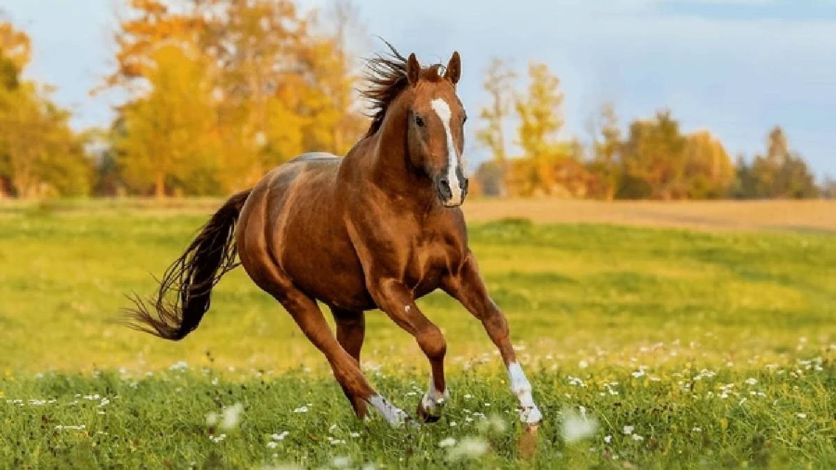 Conociendo al caballo: un poco de genética