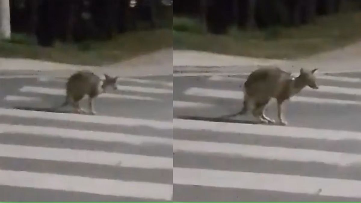 Qué hay detrás del viral de un canguro que hallaron en una ciudad cordobesa