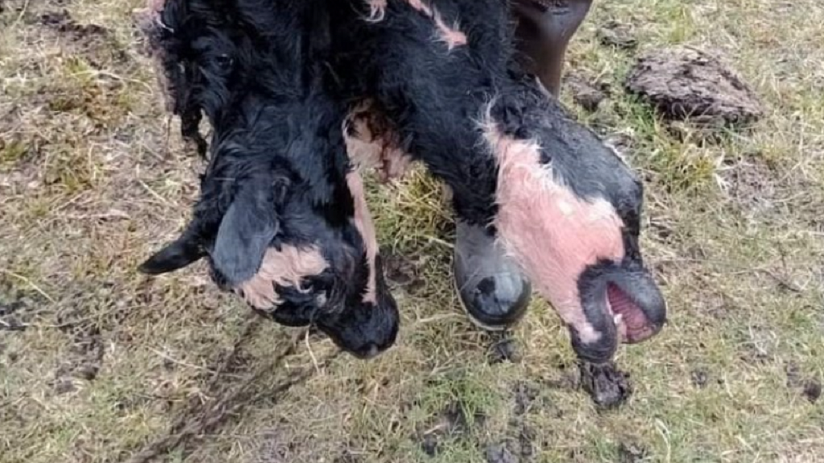 Conmoción: en Chubut nació un ternero de dos cabezas