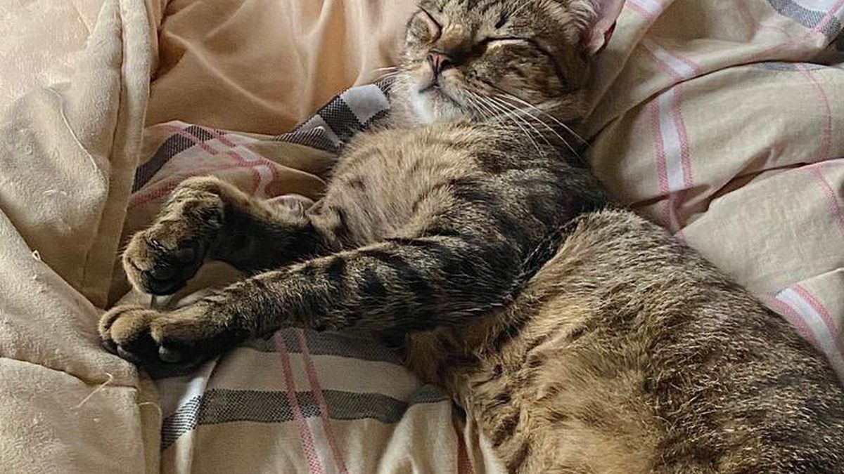 La insólita historia del robo del gato Orlando y cómo su dueña logró ...